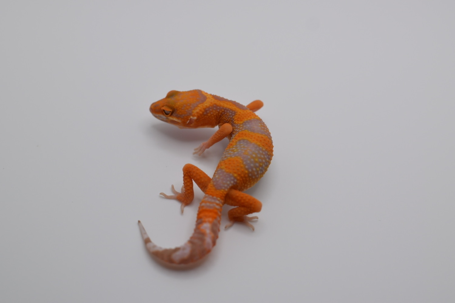 Extreme Blood Emerine Leopard Gecko by Infinity geckos - MorphMarket