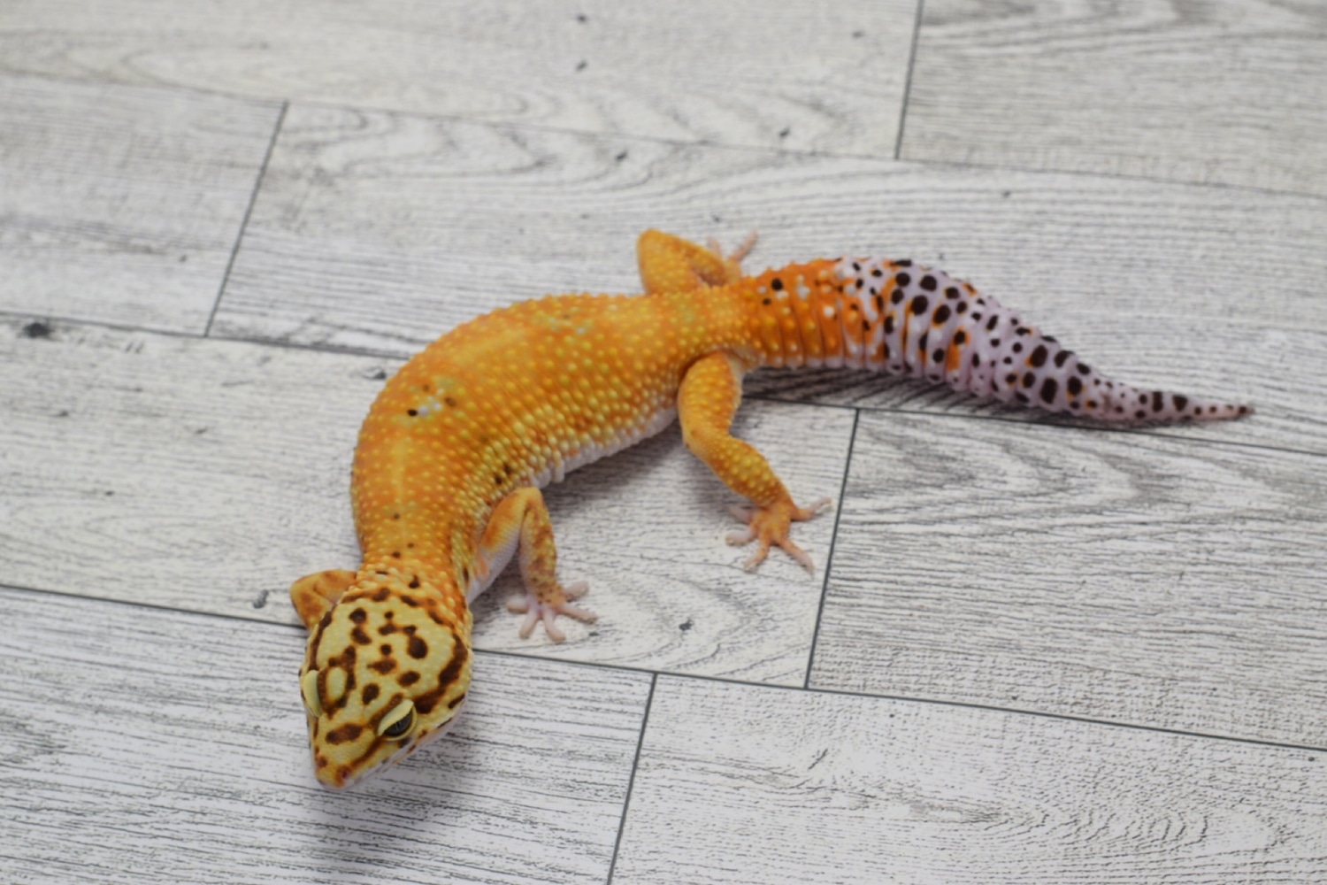 Blood Emerine Leopard Gecko by Infinity geckos - MorphMarket