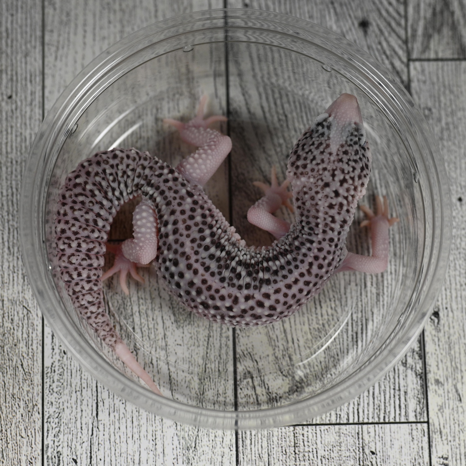 Hyper Xanthic Pied Leopard Gecko by Infinity geckos - MorphMarket