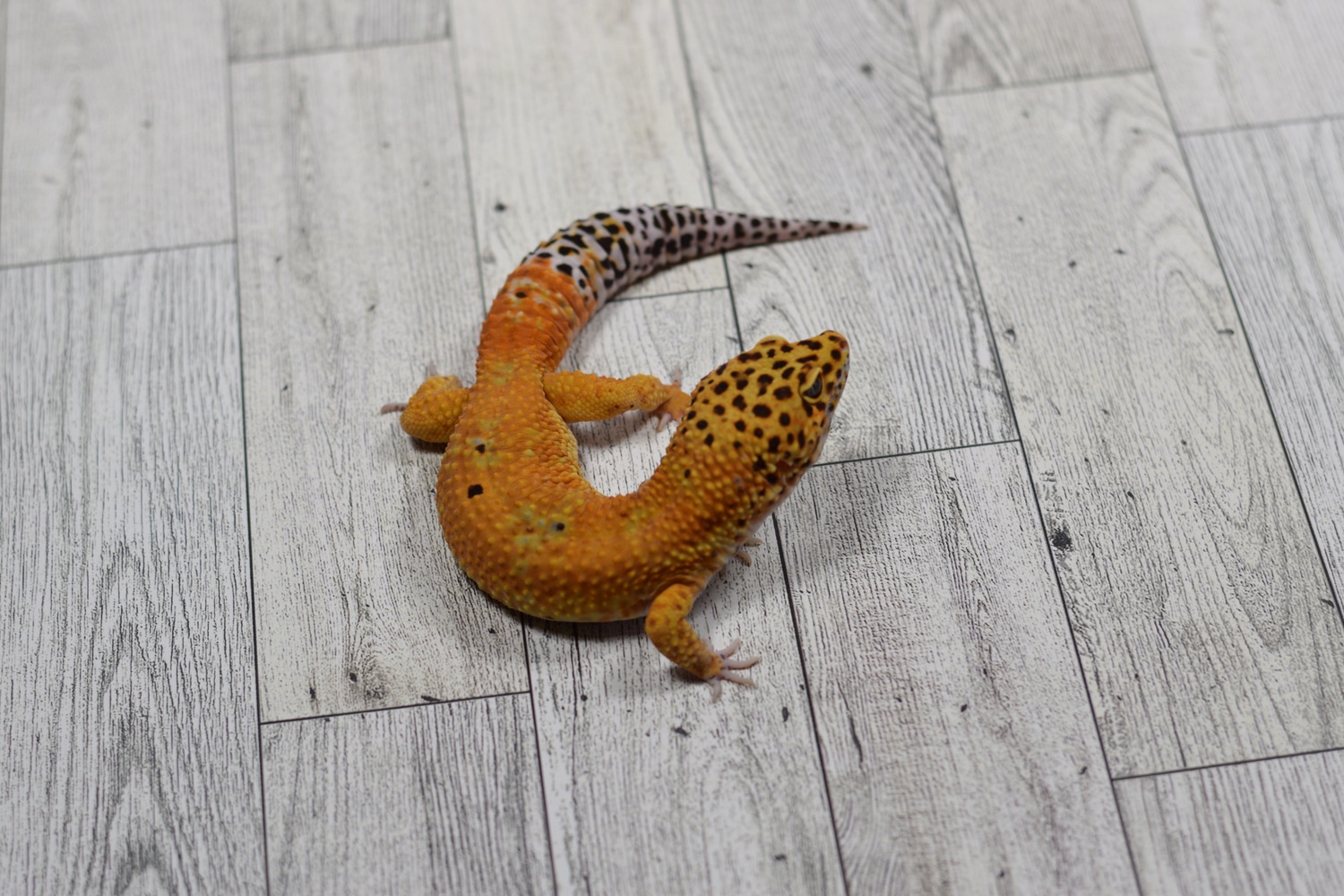 Tangerine Het Tremper Leopard Gecko by Infinity geckos - MorphMarket