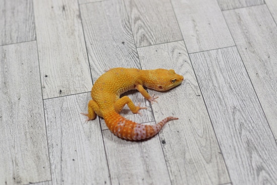 Pet Only Leopard Gecko by Infinity geckos