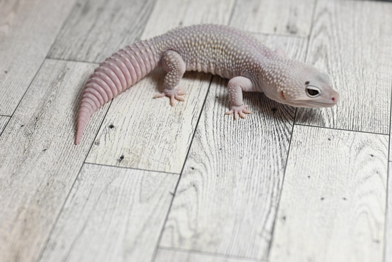 Blizzard Leopard Gecko by Infinity geckos