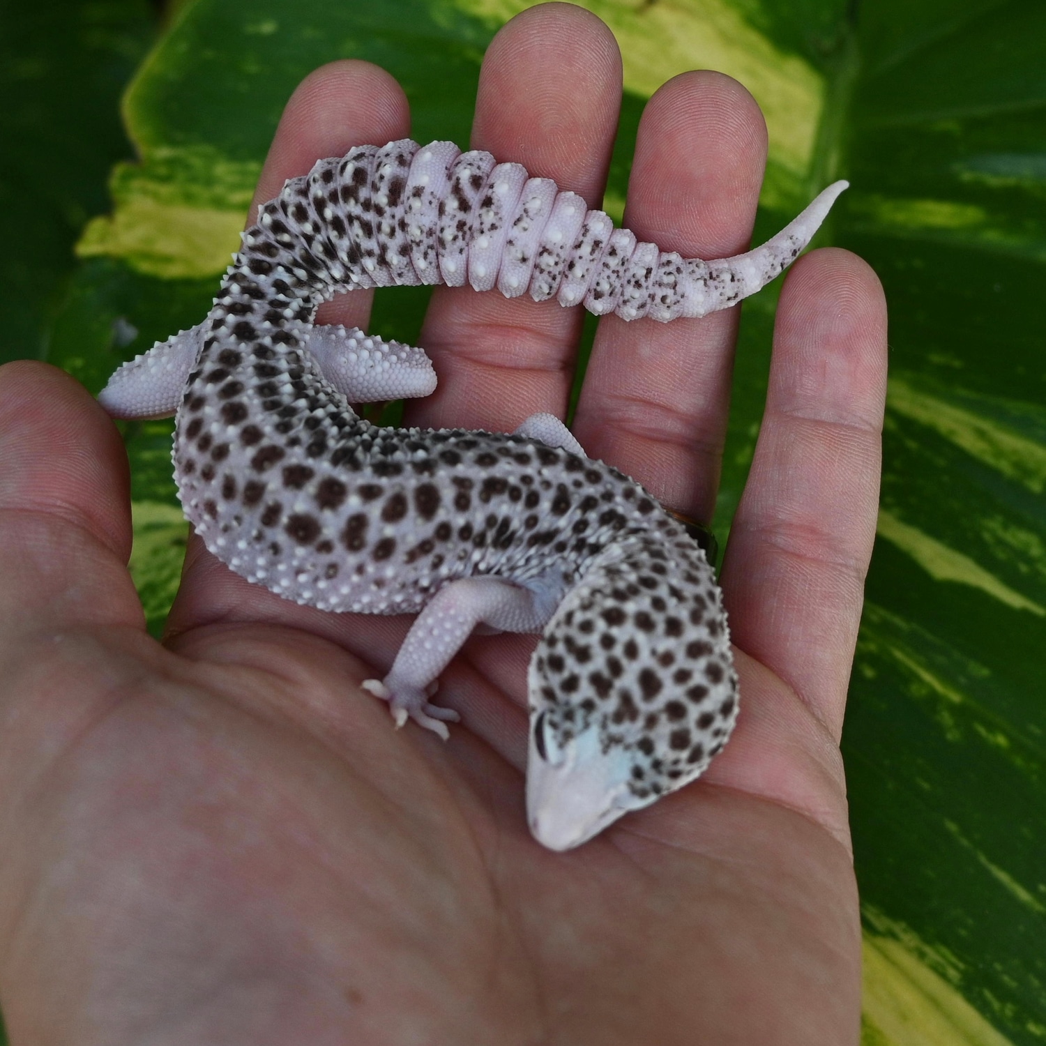 Galaxy Leopard Gecko by Infinity geckos - MorphMarket