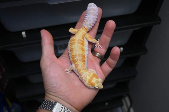 W&Y Mack Snow Tremper Leopard Gecko by Infinity geckos