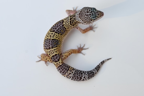 Black Night Black Pearl Blizzard Cross Leopard Gecko by Infinity geckos
