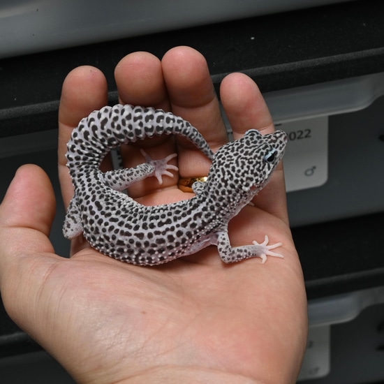 Super Snow Black Night Cross Leopard Gecko by Infinity geckos