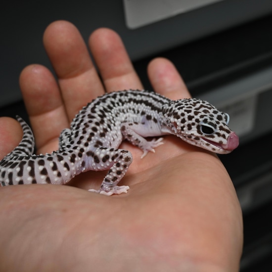 Pet Only Leopard Gecko by Infinity geckos