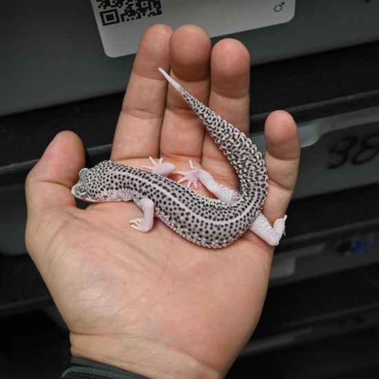 Hyper Xanthic Super Snow Eclipse Leopard Gecko by Infinity geckos