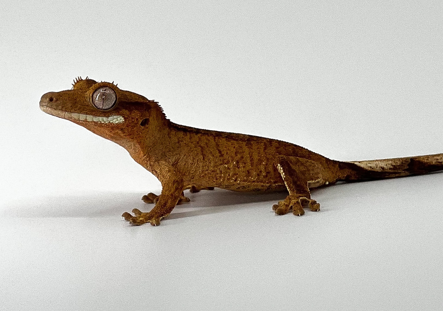 NPV Brindle Crested Gecko by Baby Gecks - MorphMarket