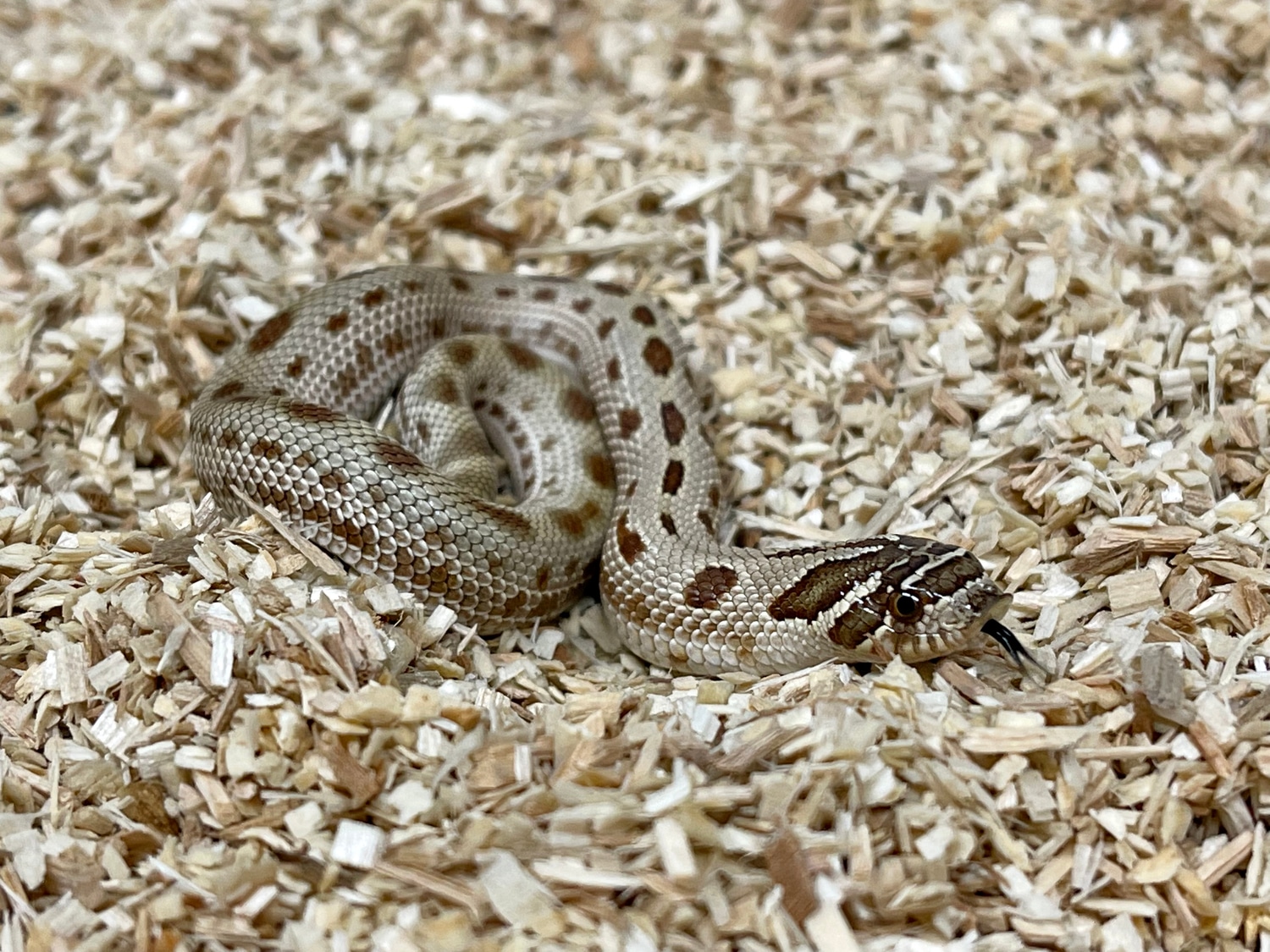 Red Conda Ph Albino, Female Western Hognose by Sterling Exotics ...