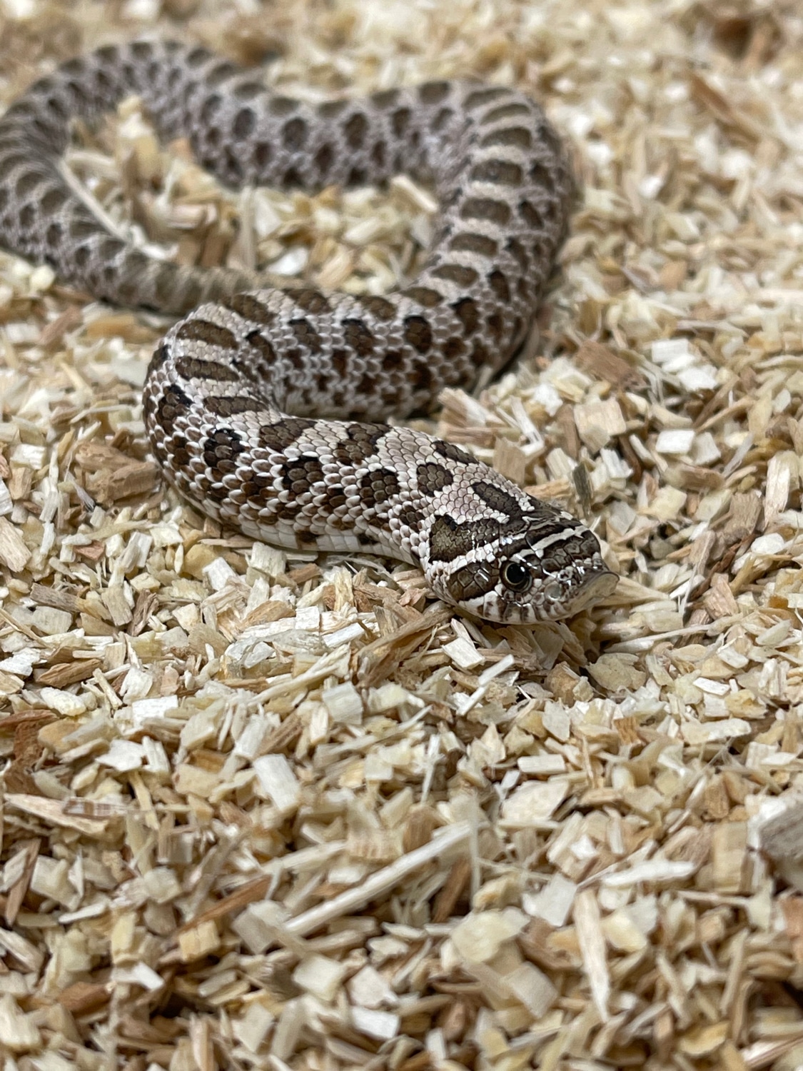 Normal Ph Albino, Female Western Hognose by Sterling Exotics - MorphMarket
