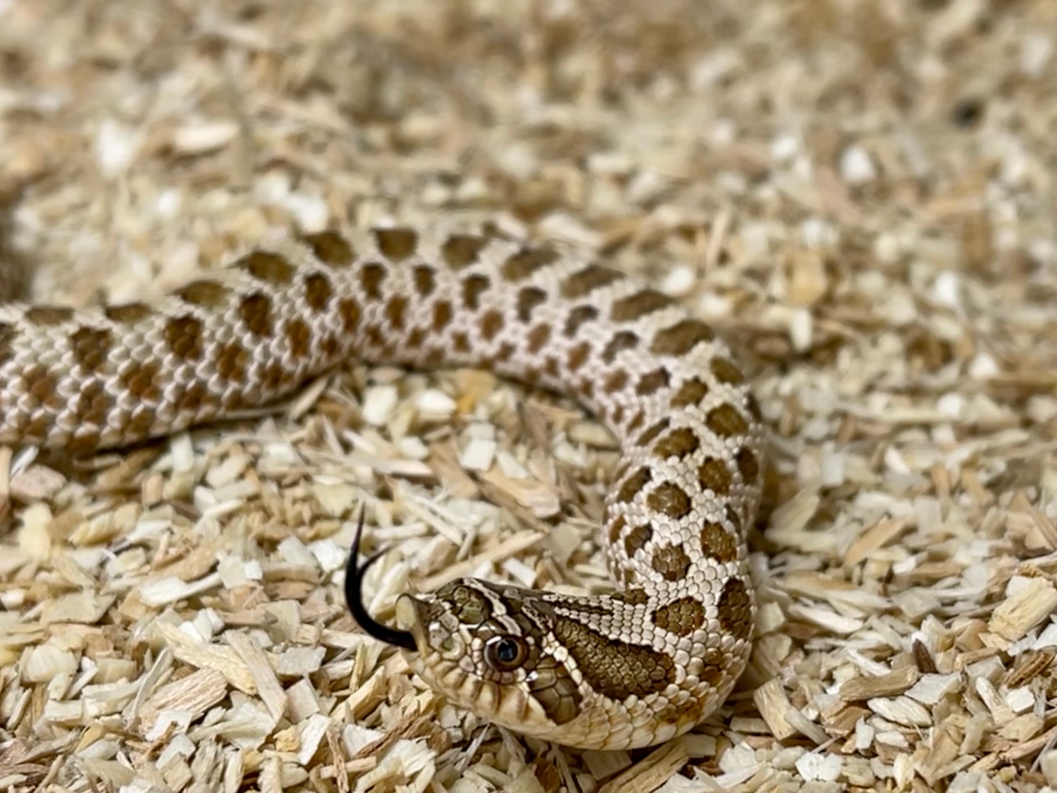 Normal Ph Albino, Male Western Hognose by Sterling Exotics - MorphMarket