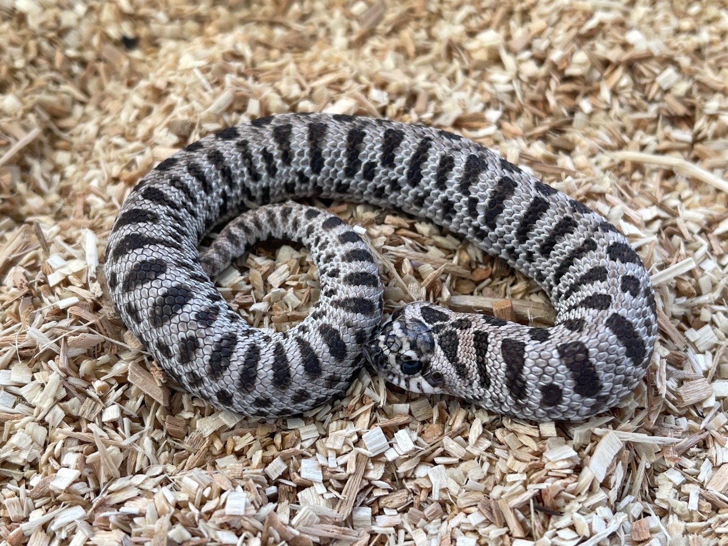 Super Arctic Ph Albino, Male, Includes Shipping! Western Hognose by ...