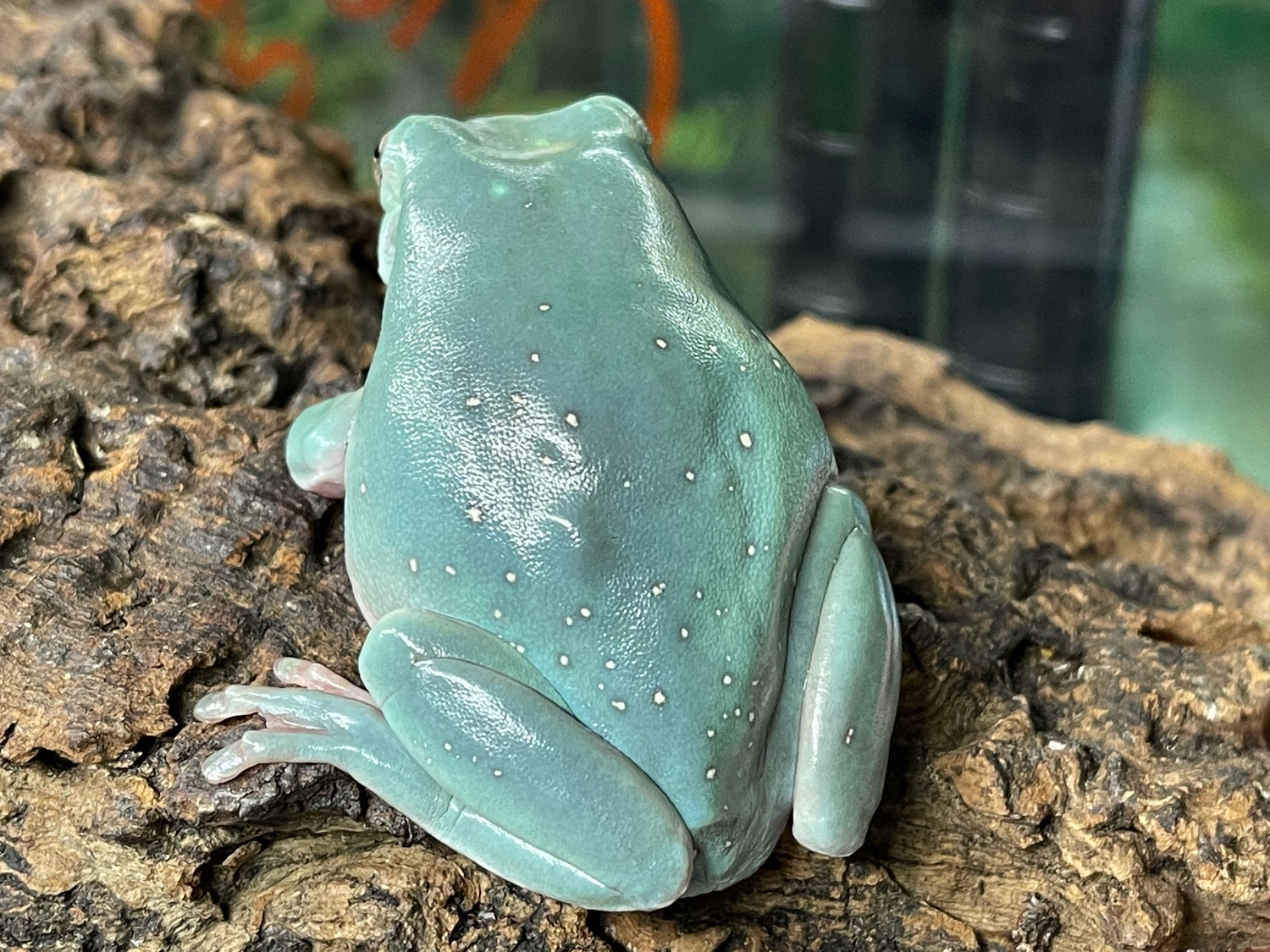 Snowflake - Great Size White's Tree Frog by Sterling Exotics - MorphMarket