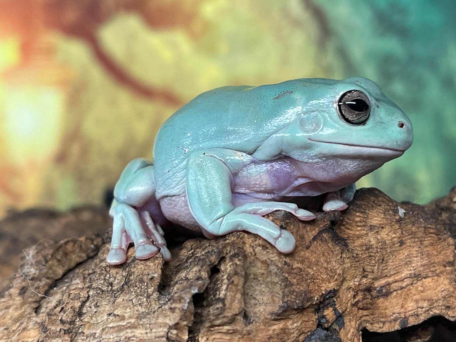 Snowflake White's Tree Frog by Sterling Exotics - MorphMarket
