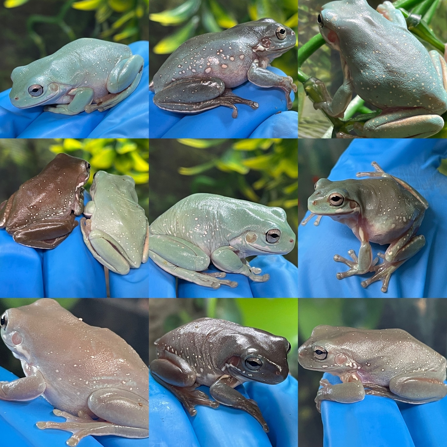 Snowflake Babies White's Tree Frog by Sterling Exotics - MorphMarket