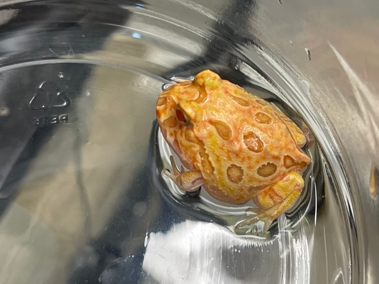 4 Spot Albino, Strawberry, Apricot, Reduced Pattern Pacman Frog by ...