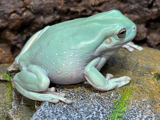 Golden Green Phase Female White's Tree Frog by Sterling Exotics