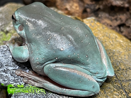 Blue Phase Snowflake Male White's Tree Frog by Sterling Exotics
