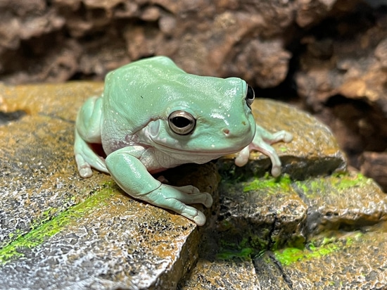 Snowflake - Exact Frog White's Tree Frog by Sterling Exotics
