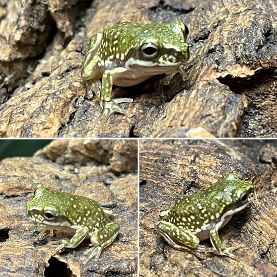 B2,G1 High White Snowflakes & Supers White's Tree Frog by Sterling Exotics