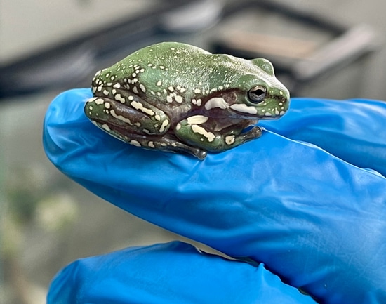 German Line X USA Line High Expression Snowflake White's Tree Frog by Sterling Exotics