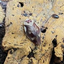 Gyna Centurio Cockroach by Sterling Exotics