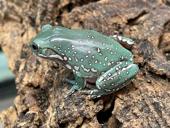 High Expression Snowflake & Super Snowflakes White's Tree Frog by Sterling Exotics