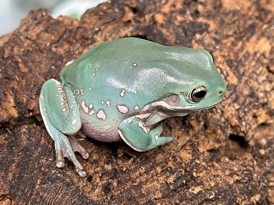 SUB ADULT Lower Expression Snowflakes - BRED BY STERLING EXOTICS White's Tree Frog by Sterling ...