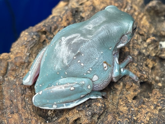 Blue Phase Snowflake White's Tree Frog by Sterling Exotics