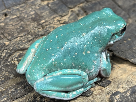 Blue Phase Snowflake White's Tree Frog by Sterling Exotics