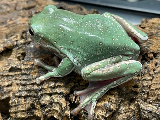 Green Phase High Expression Snowflake White's Tree Frog by Sterling Exotics