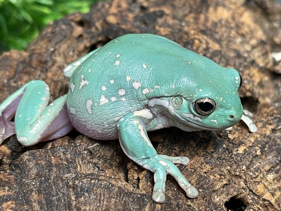 Blue Phase White's Tree Frog by Sterling Exotics