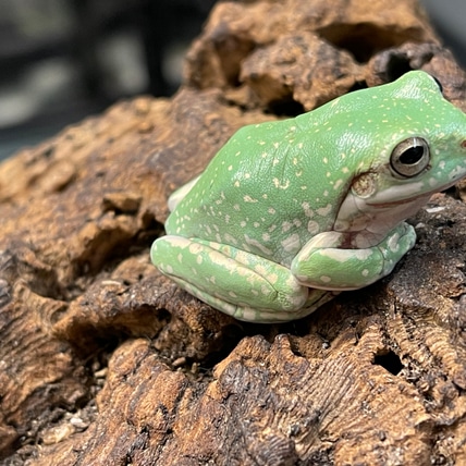 Sterling Exotics - MorphMarket