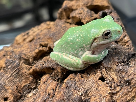 Green Phase Super Snowflake White's Tree Frog by Sterling Exotics