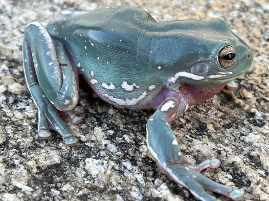 Smiley Frog Snowflake Male White's Tree Frog by Sterling Exotics