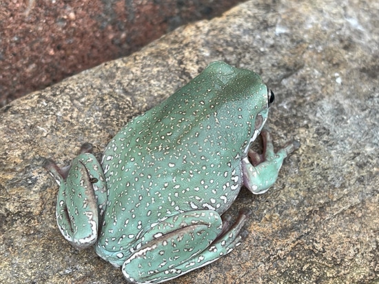 Super Snowflake Whites Tree Frogs White's Tree Frog by Sterling Exotics