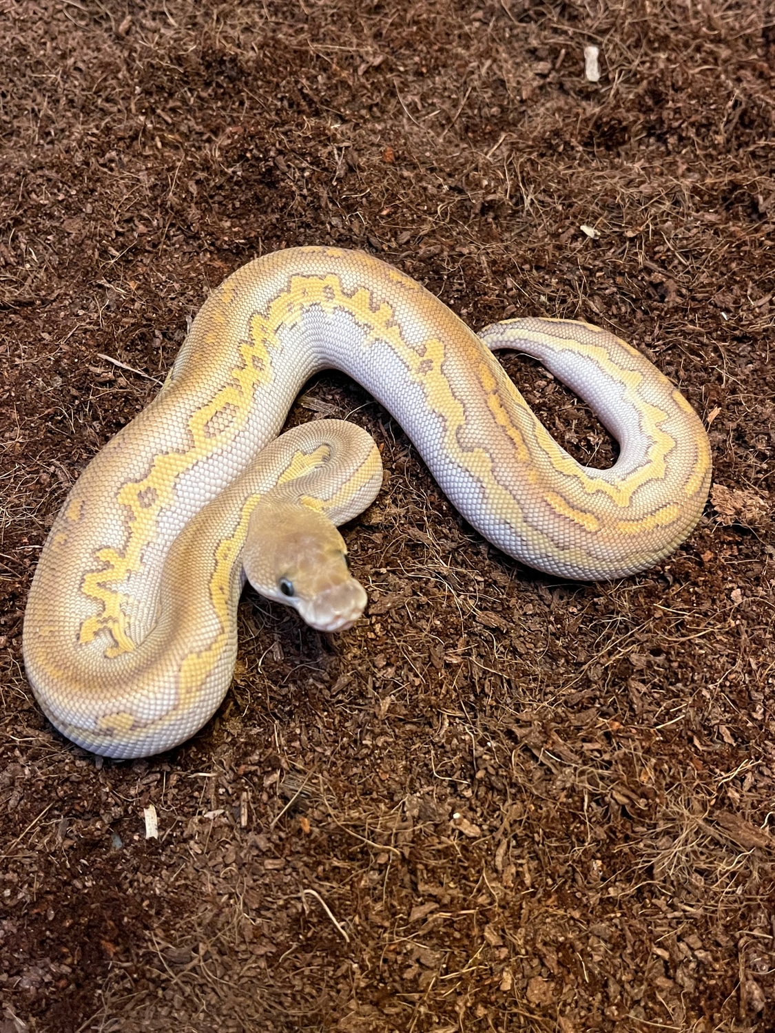 Black Head Lesser Clown Poss Yellow Belly Ball Python by CB reptiles ...