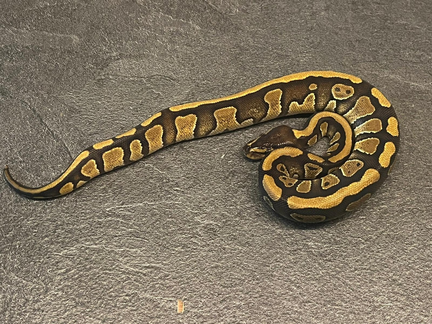 Mahogany Enchi Het Clown Ball Python by CB reptiles - MorphMarket