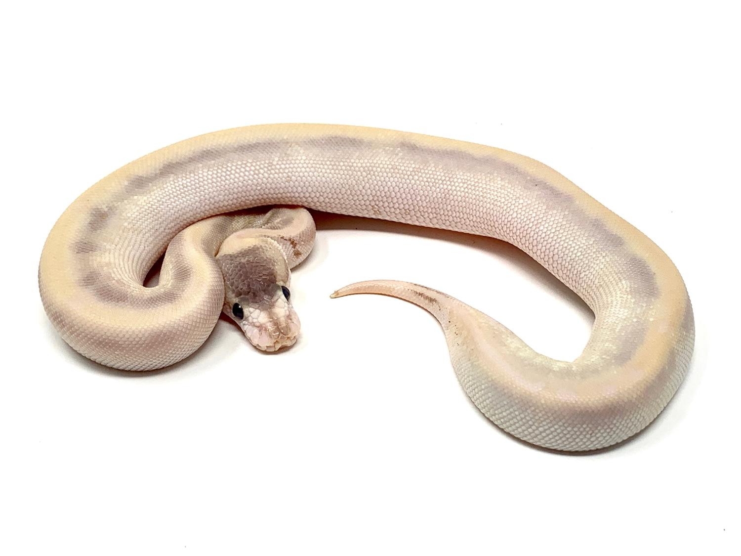 Bamboo Hypo Champagne Ball Python by Alessi Reptiles - MorphMarket