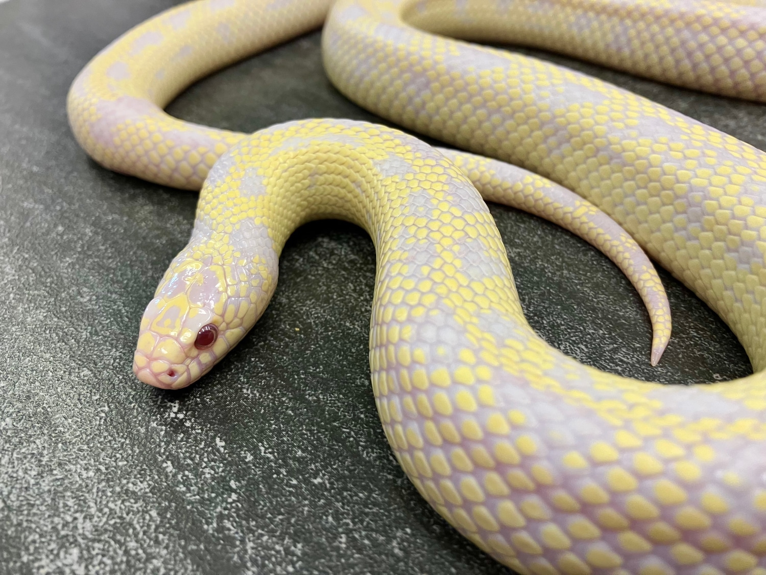 Measured At Over 42 In Lavender Albino Aberrant California Kingsnake by ...