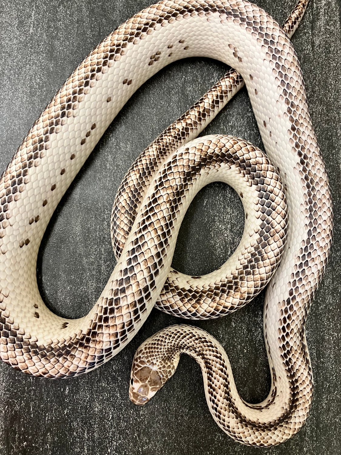 Gorgeous 2016 Male White Sided Western Rat Snake by Sweet Scales ...