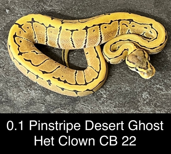 Pinstripe Desert Ghost Het Clown Ball Python by Alex Zander