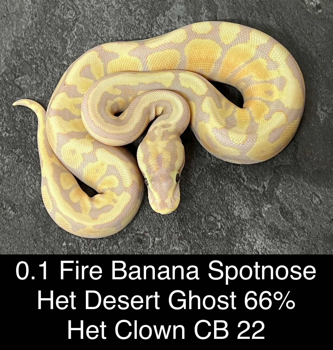Fire Banana Spotnose 100% Het Desert Ghost 66% Het Clown Ball Python by ...
