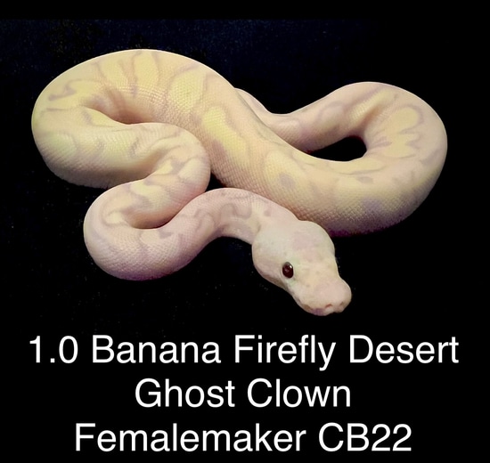 Banana Firefly Desert Ghost Clown Ball Python by Alex Zander