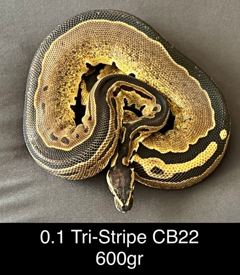 Tri-Stripe Ball Python by Alex Zander