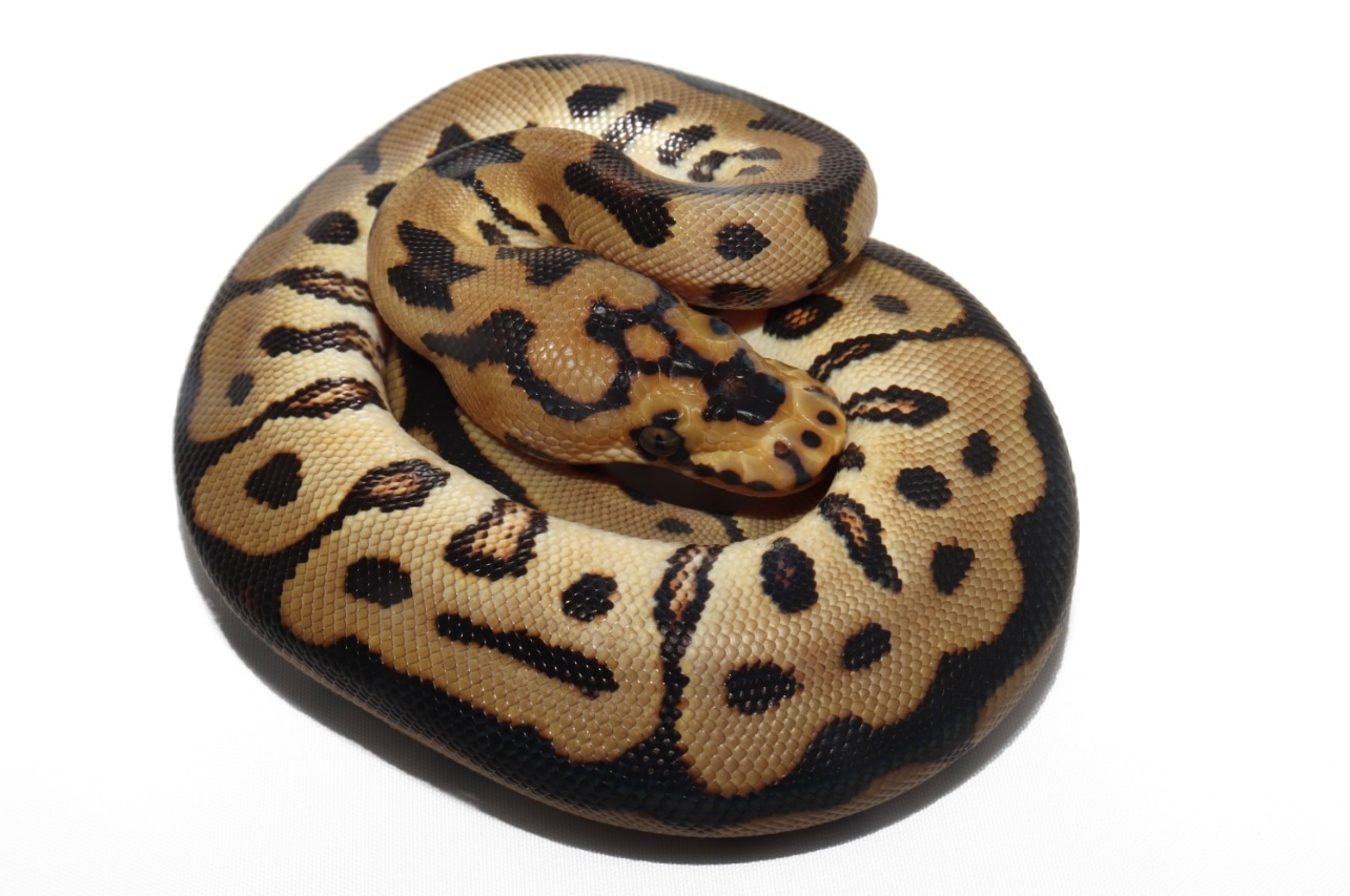 Spotnose Clown Ball Python by Golden State Exotics - MorphMarket