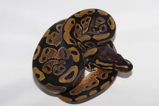 Mahogany Genex Het Pied Ball Python by Golden State Exotics