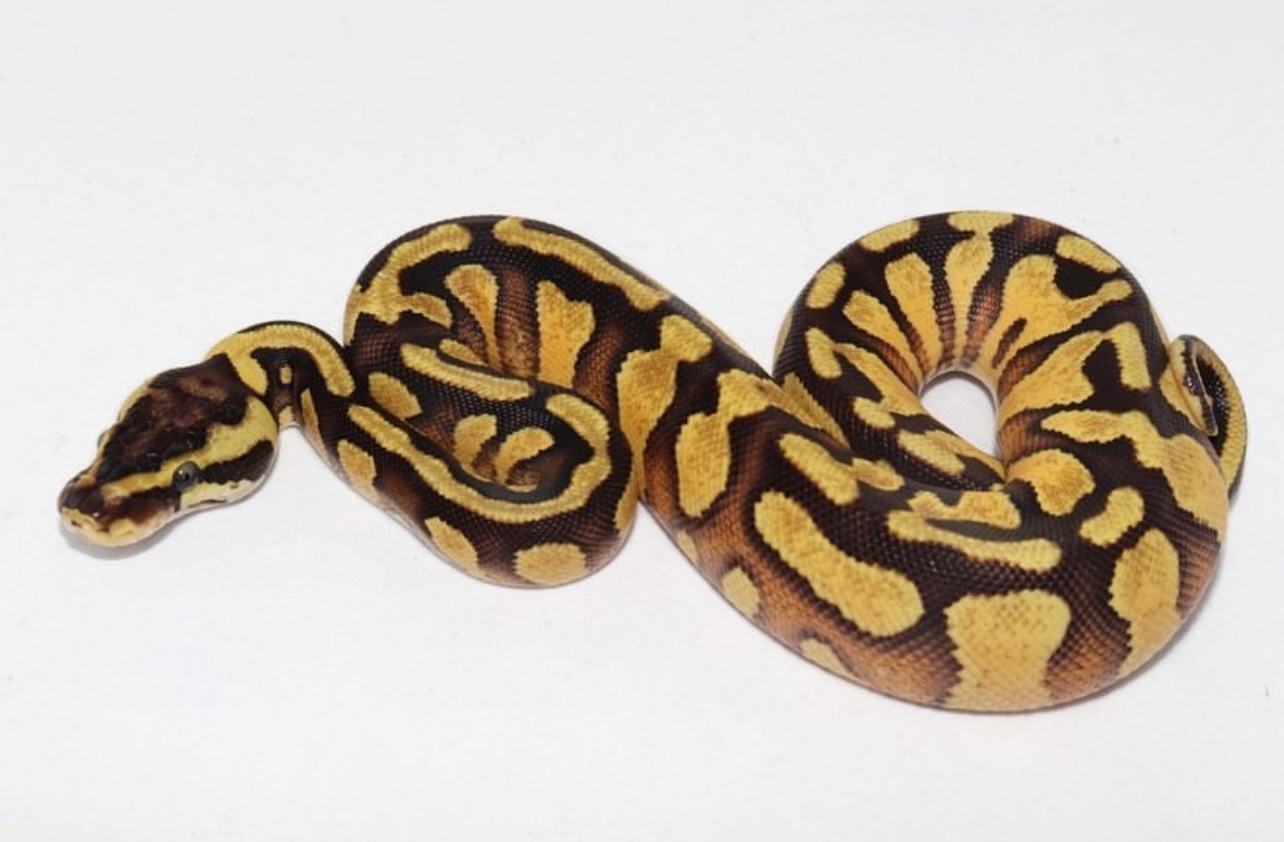 Pastel Enchi Yellowbelly Het Clown Ball Python by Golden State Exotics ...