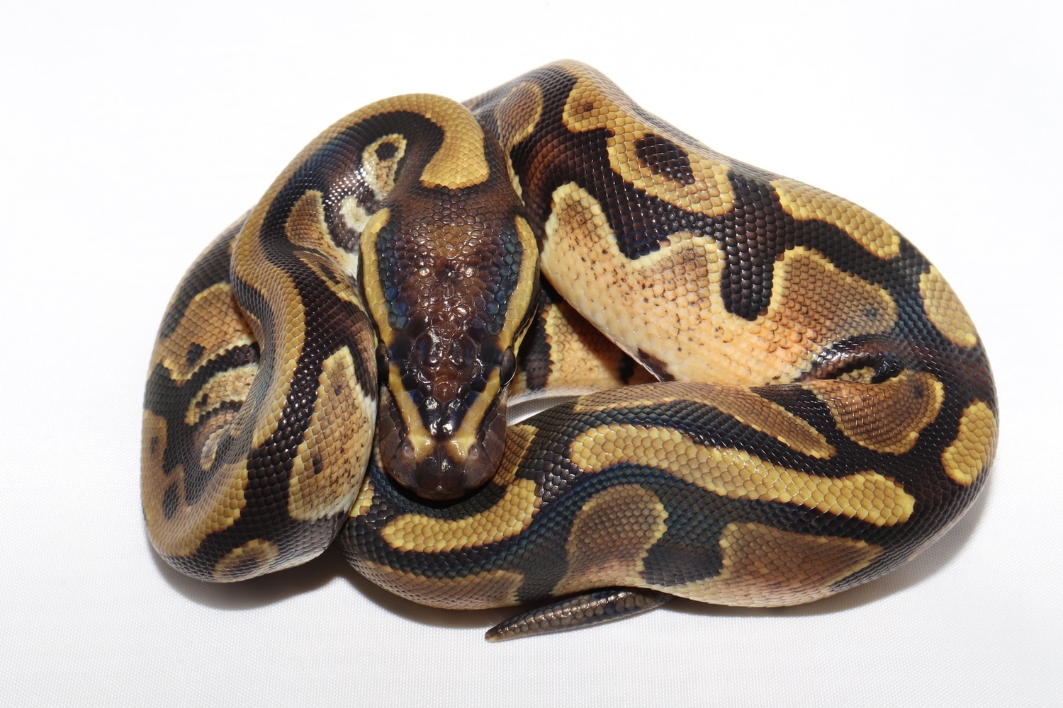 Mahogany Enchi GeneX Het Pied Ball Python by Golden State Exotics ...
